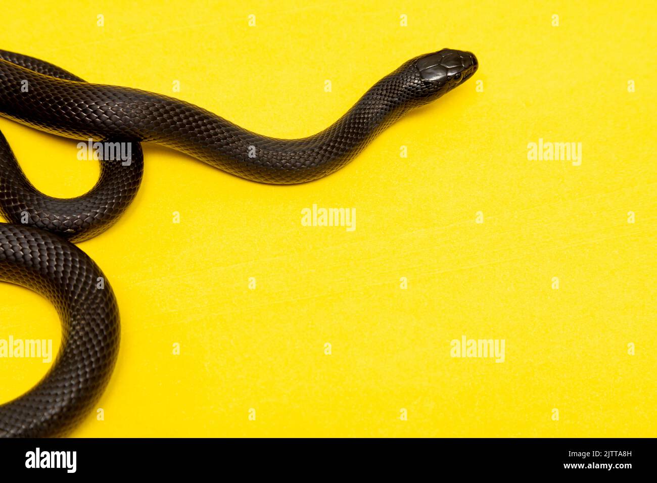 The Mexican black kingsnake (Lampropeltis getula nigrita) is part of ...