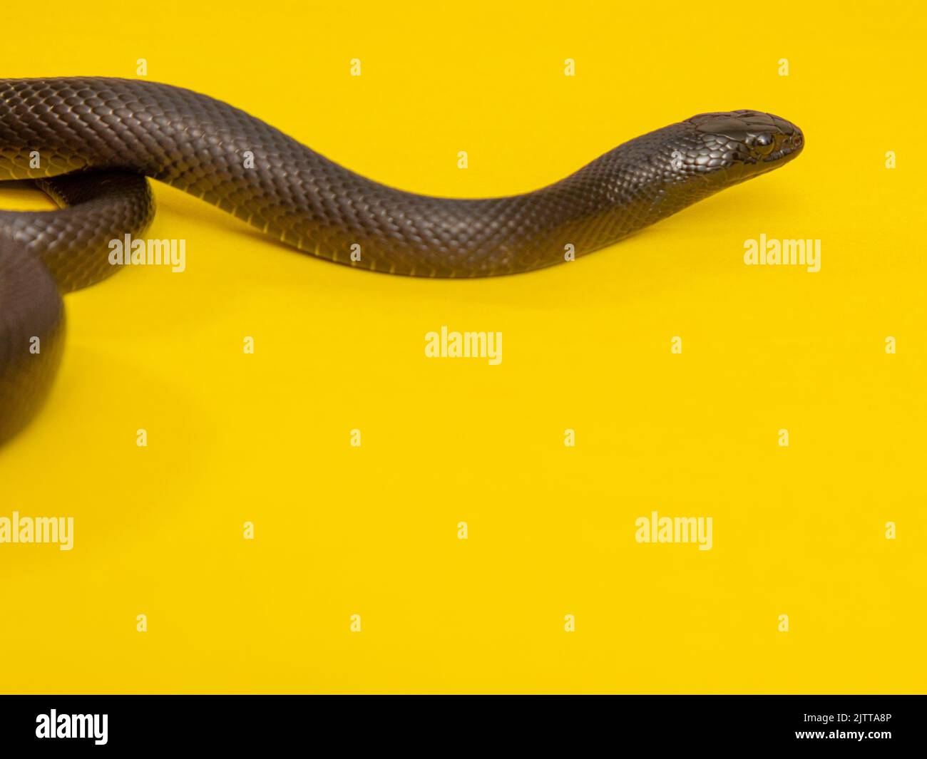 The Mexican black kingsnake (Lampropeltis getula nigrita) is part of ...