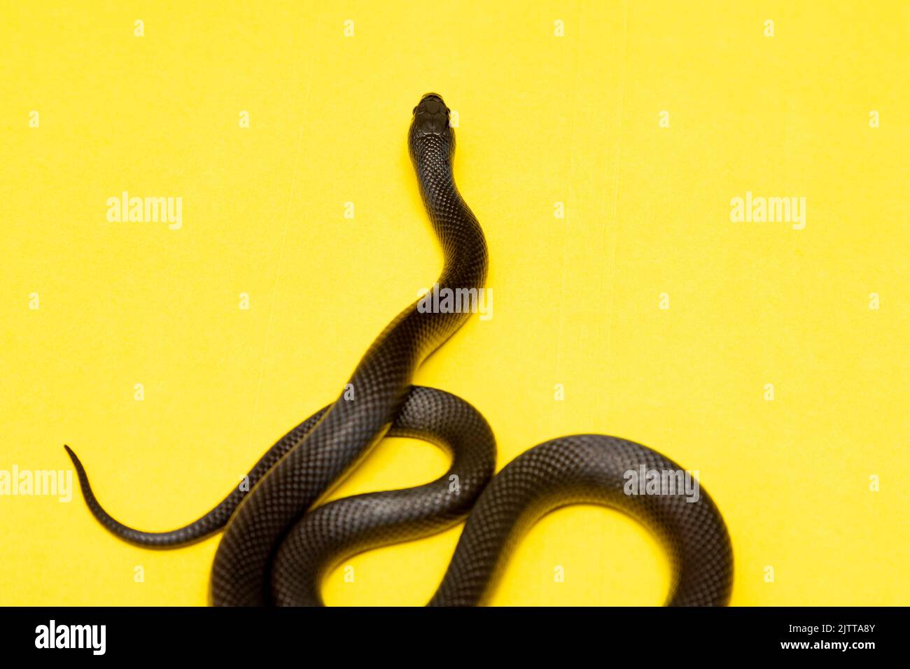 The Mexican black kingsnake (Lampropeltis getula nigrita) is part of ...