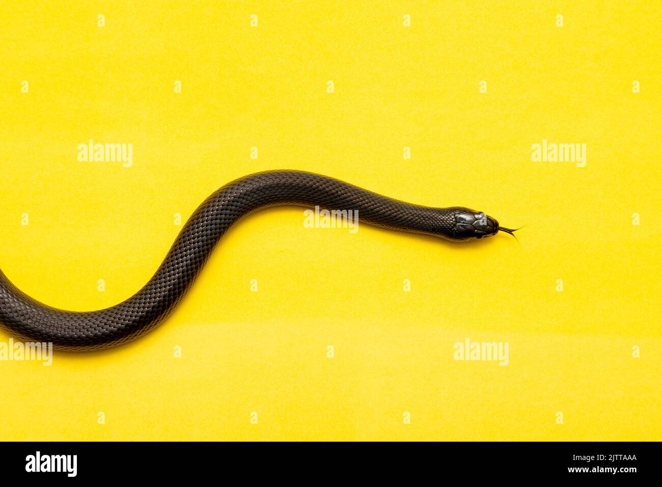 The Mexican black kingsnake (Lampropeltis getula nigrita) is part of ...