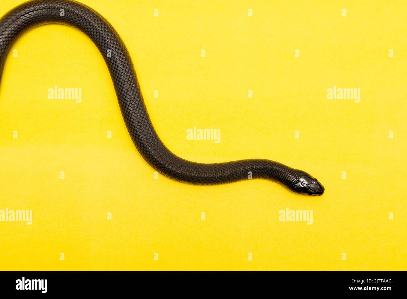 The Mexican black kingsnake (Lampropeltis getula nigrita) is part of ...