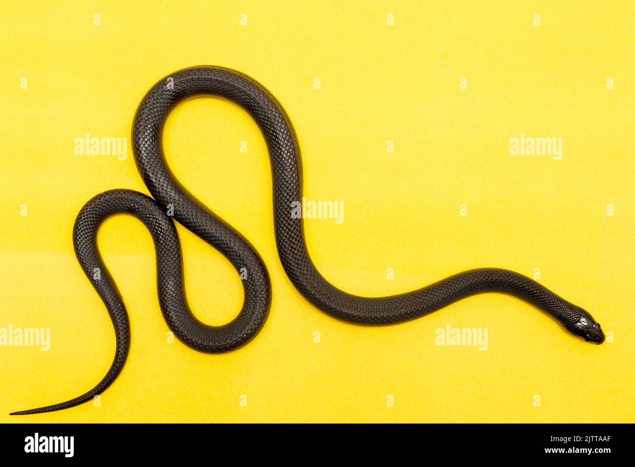 The Mexican black kingsnake (Lampropeltis getula nigrita) is part of ...