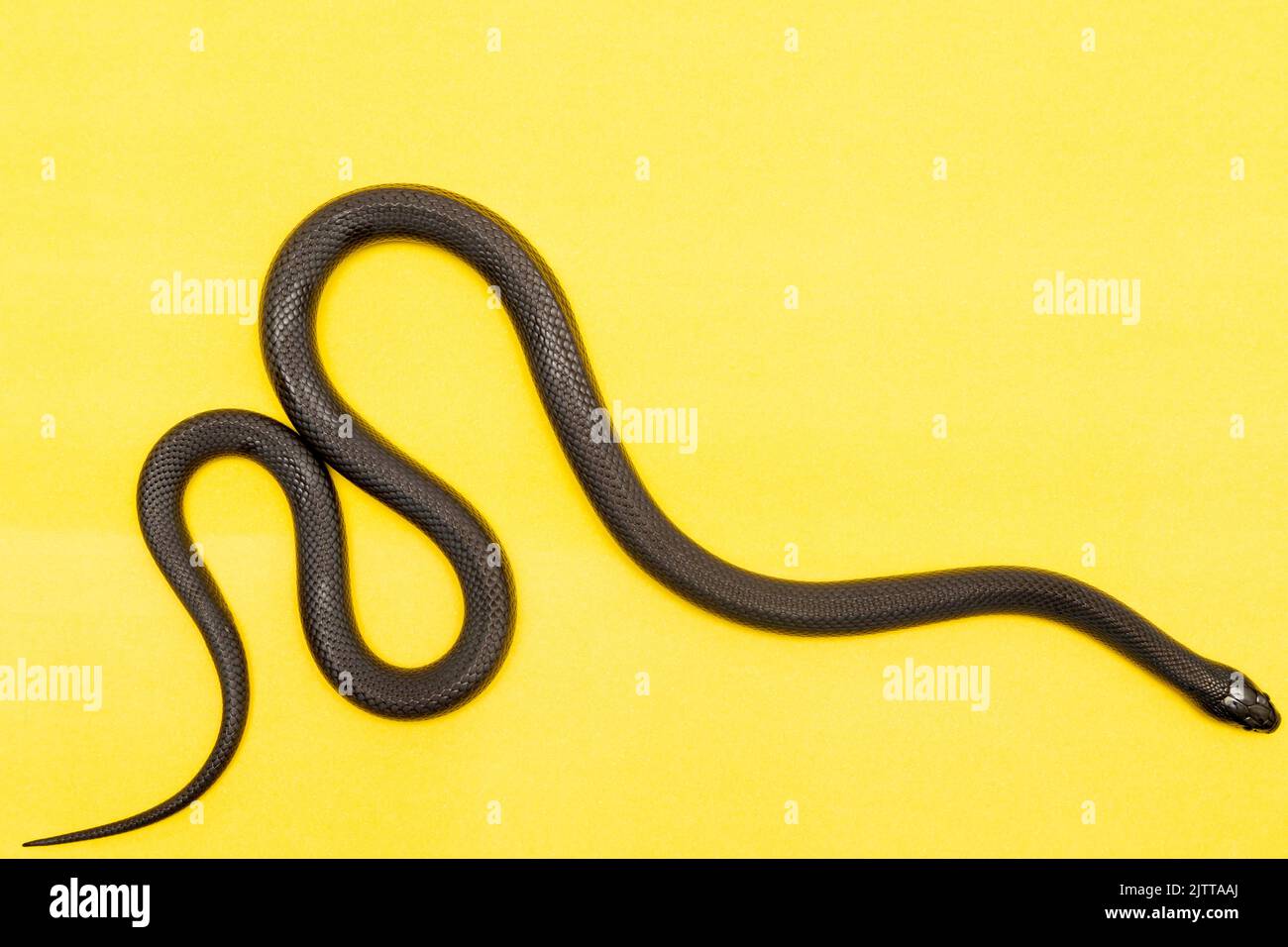 The Mexican black kingsnake (Lampropeltis getula nigrita) is part of ...