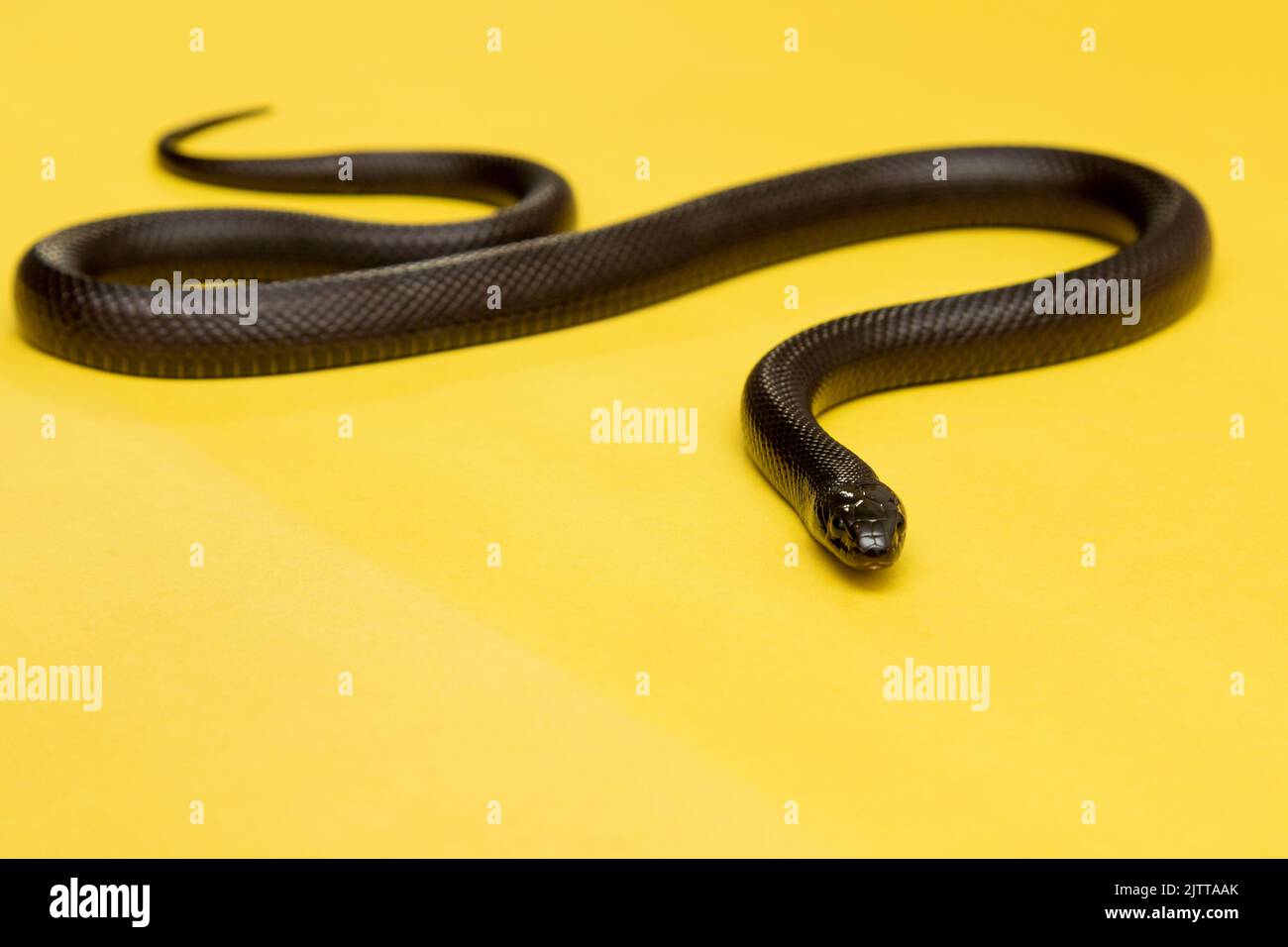 The Mexican black kingsnake (Lampropeltis getula nigrita) is part of ...