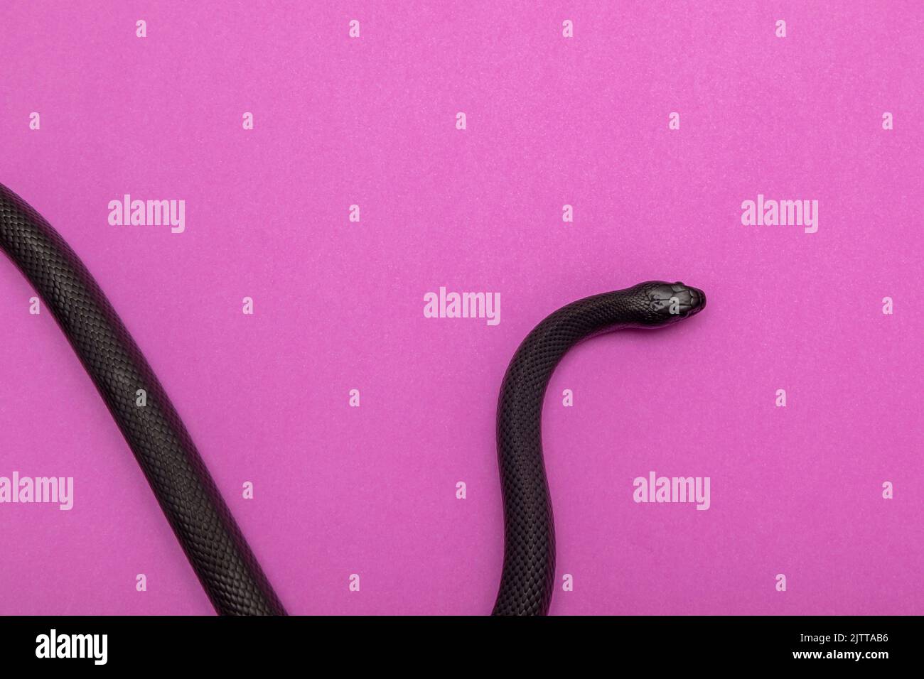 The Mexican black kingsnake (Lampropeltis getula nigrita) is part of ...