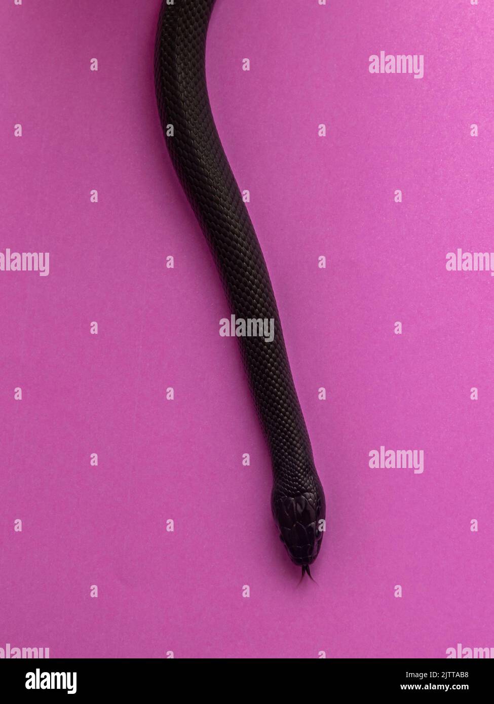 The Mexican black kingsnake (Lampropeltis getula nigrita) is part of ...