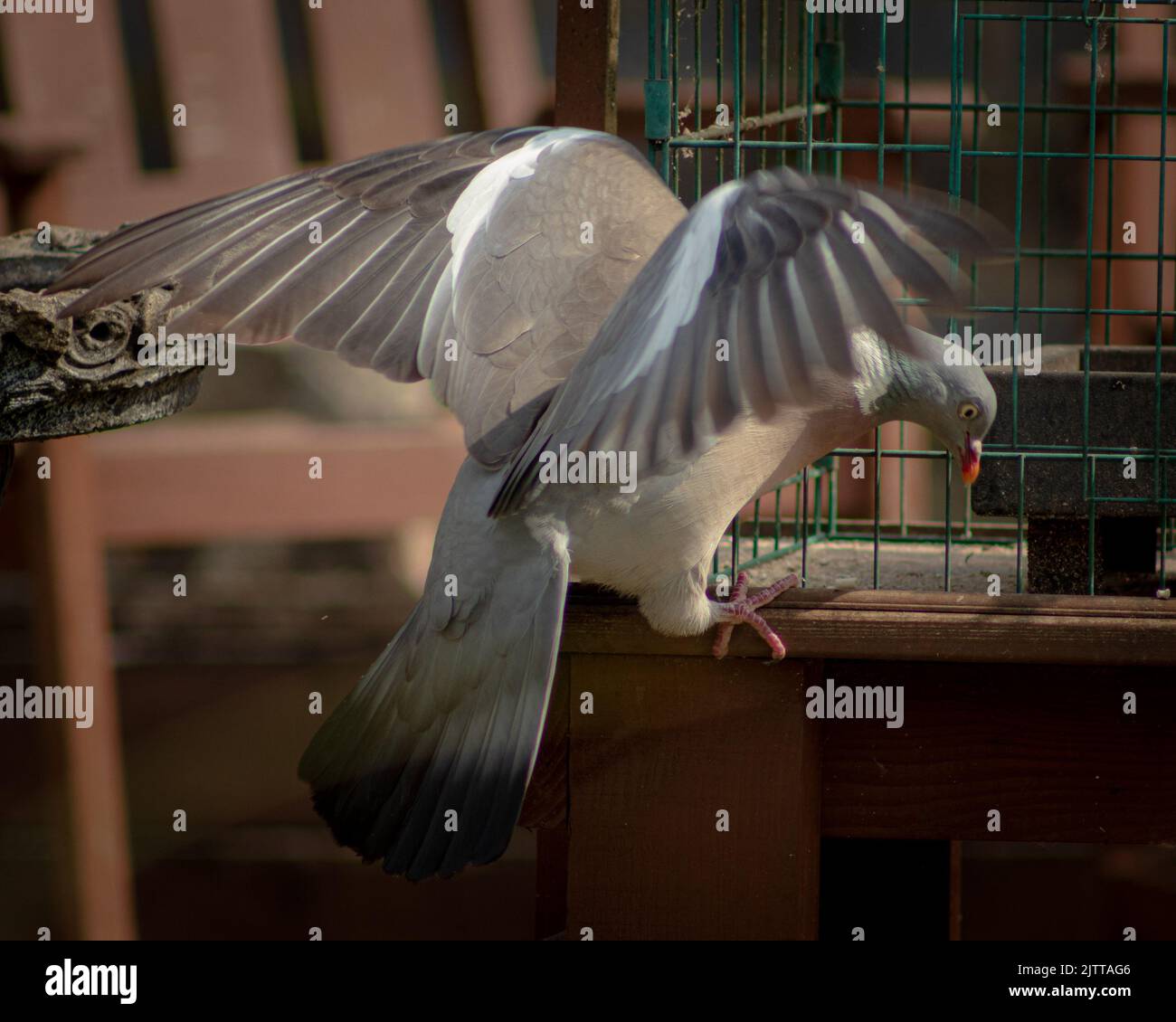 A closeup of Common wood pigeon landed next to metal cage on table ...