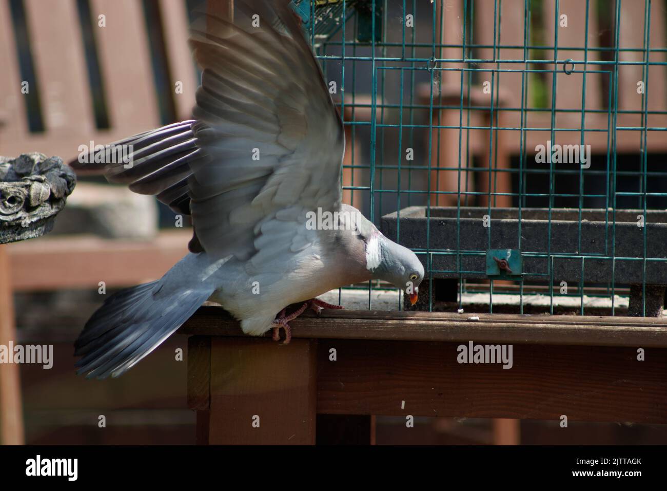 A closeup of Common wood pigeon landed next to metal cage on table ...