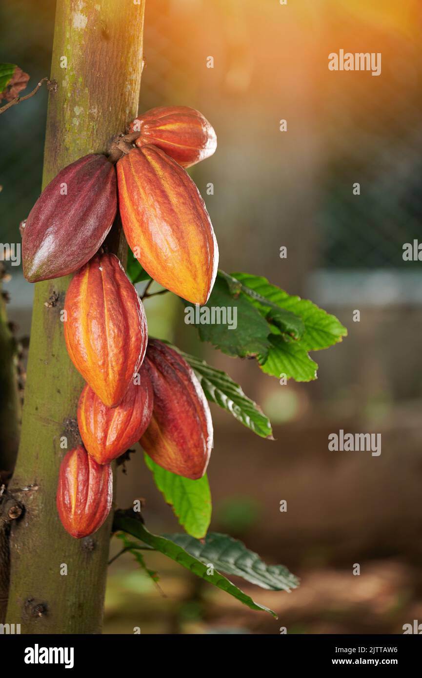 Group of ready to ripe cocoa pods on blurred farm background Stock ...