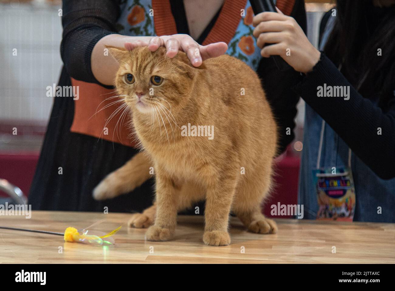 Bangkok, Thailand. 1st Sep, 2022. A Ginger Scottish cat competes during ...