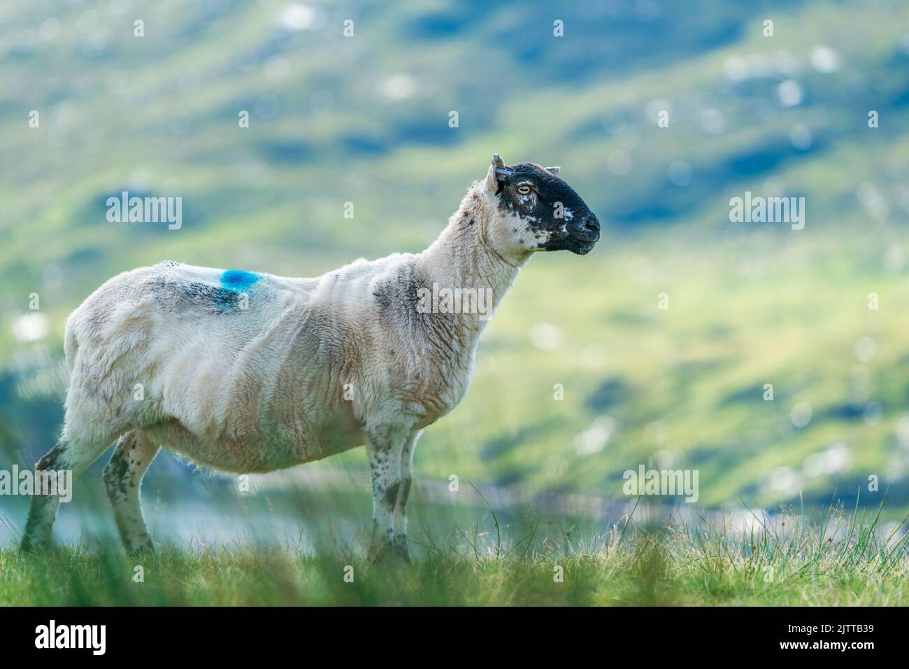 Scottish sheep on the Isle of Lewis and Harris, Scotland Stock Photo ...