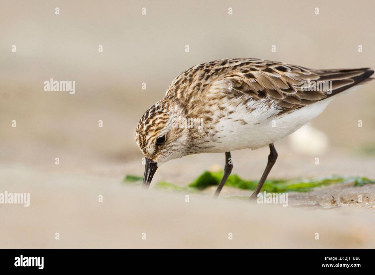 Semi-palmated sandpiper foraging on mudflat Stock Photo - Alamy