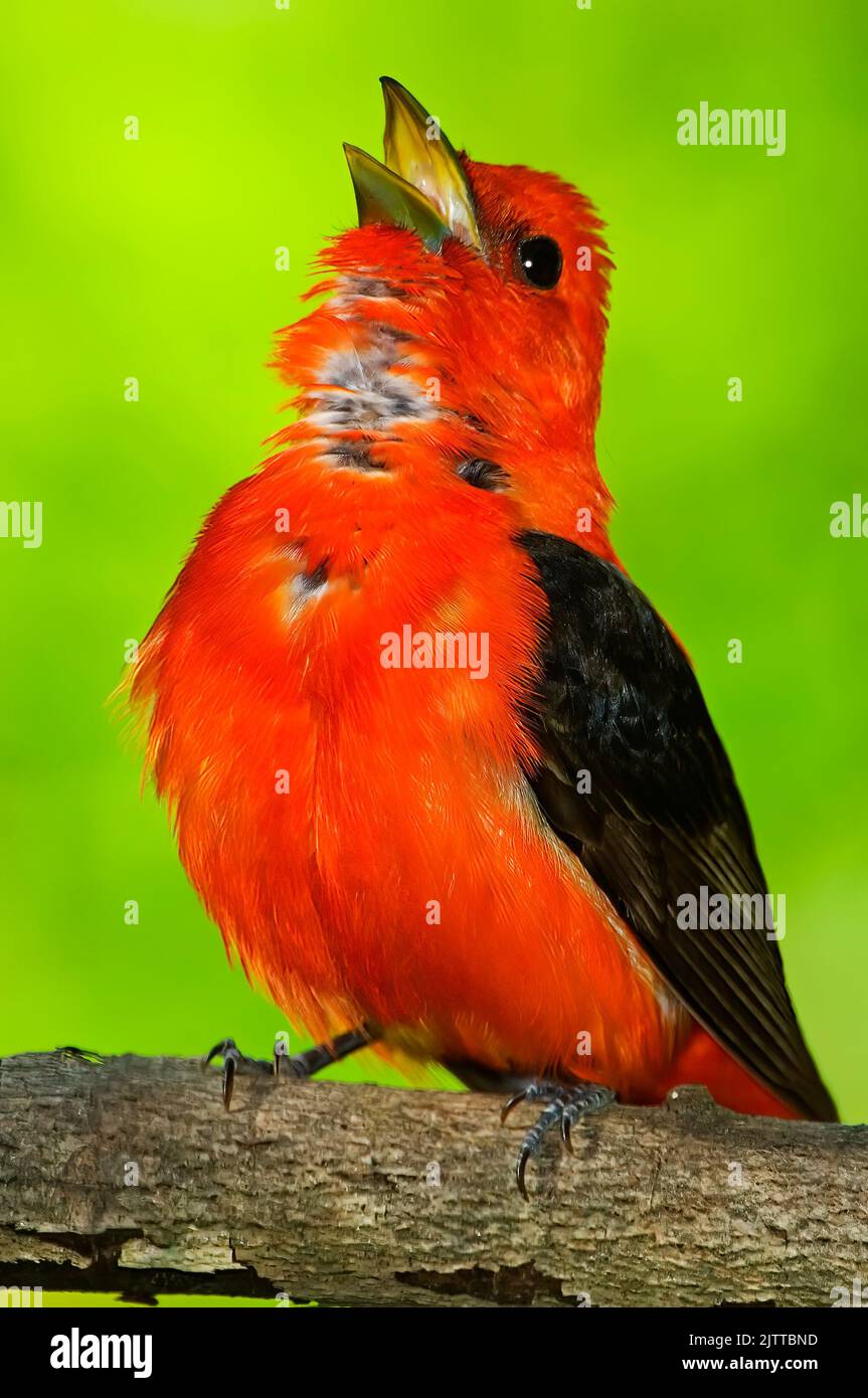 Scarlet Tanager. Piranga olivacea. Forest Park, Queens New York. A male ...