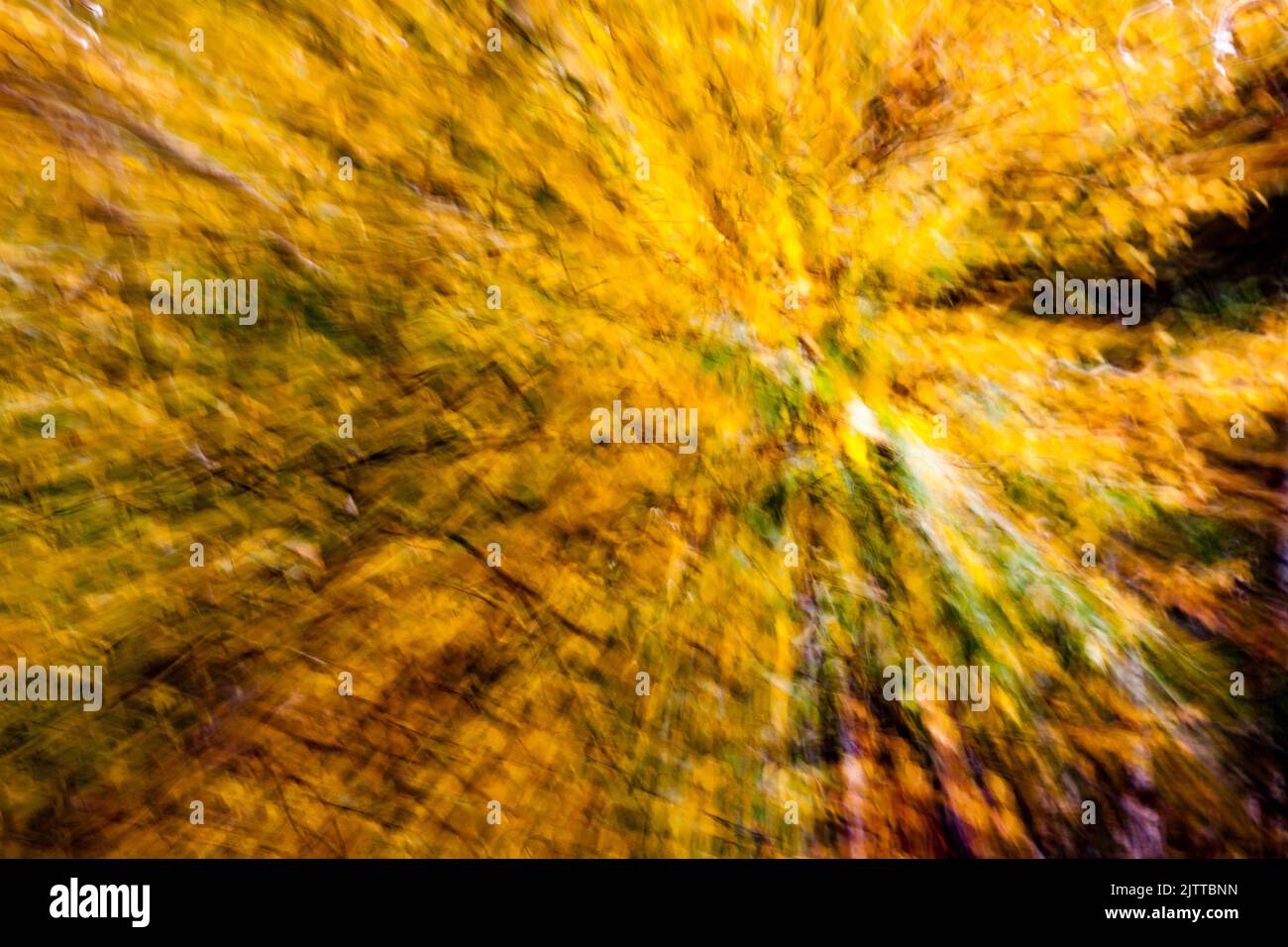 Abstract view of tree canopy with fall colors Stock Photo - Alamy