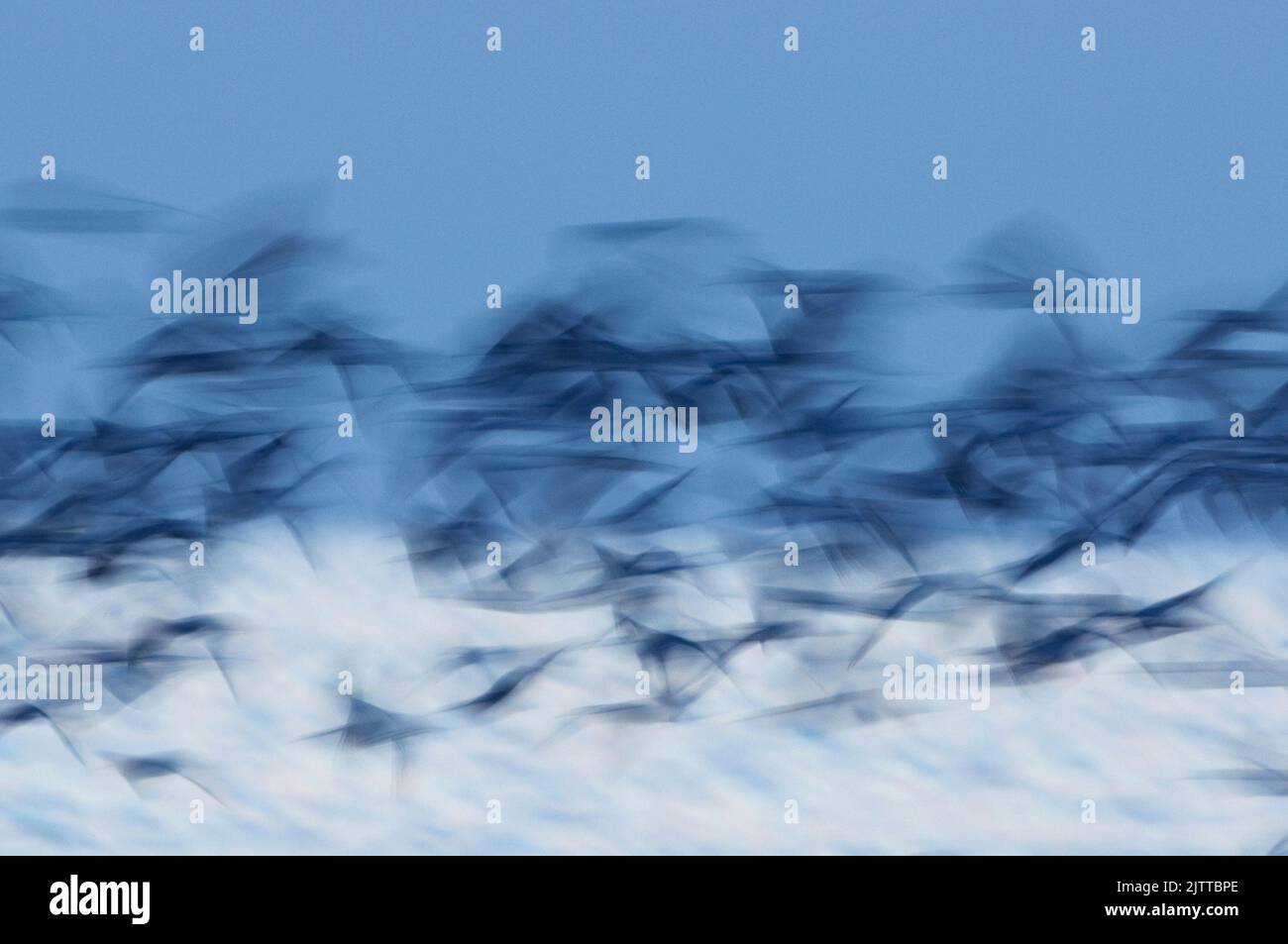Shorebird Flight Motion Abstract Stock Photo - Alamy