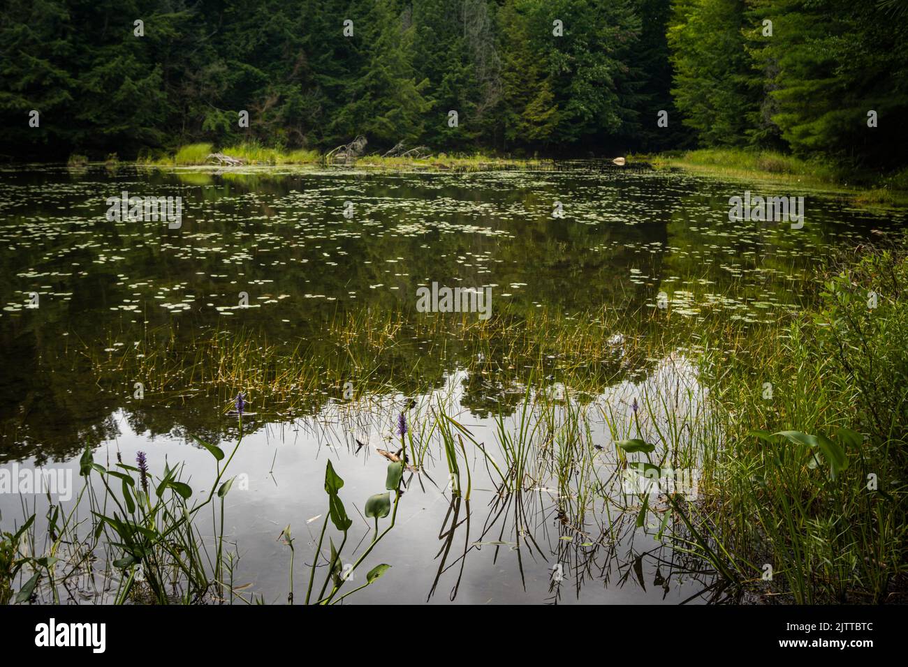 Lake Mayflower at Arrowhead provincial park north of Huntsville, Ontario, Canada Stock Photo - Alamy