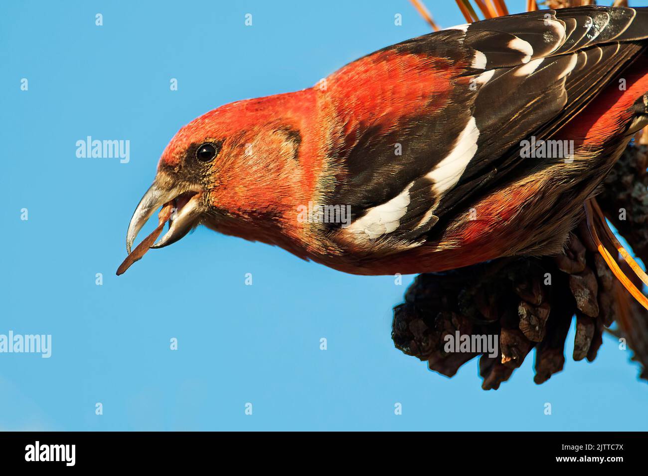 White-winged crossbill with pine cone seed Stock Photo - Alamy