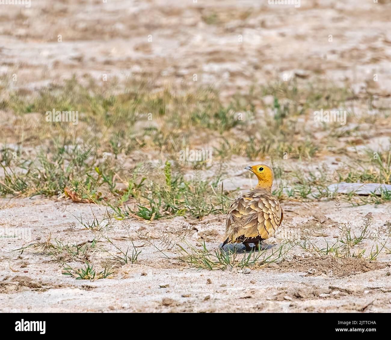 A Chestnut Sand Grouse in field in search of food looking back Stock ...