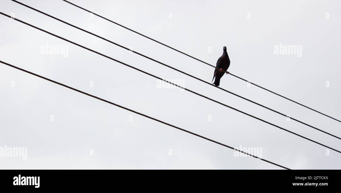 pigeon on the wire with gray background in Rio de Janeiro, Brazil Stock ...
