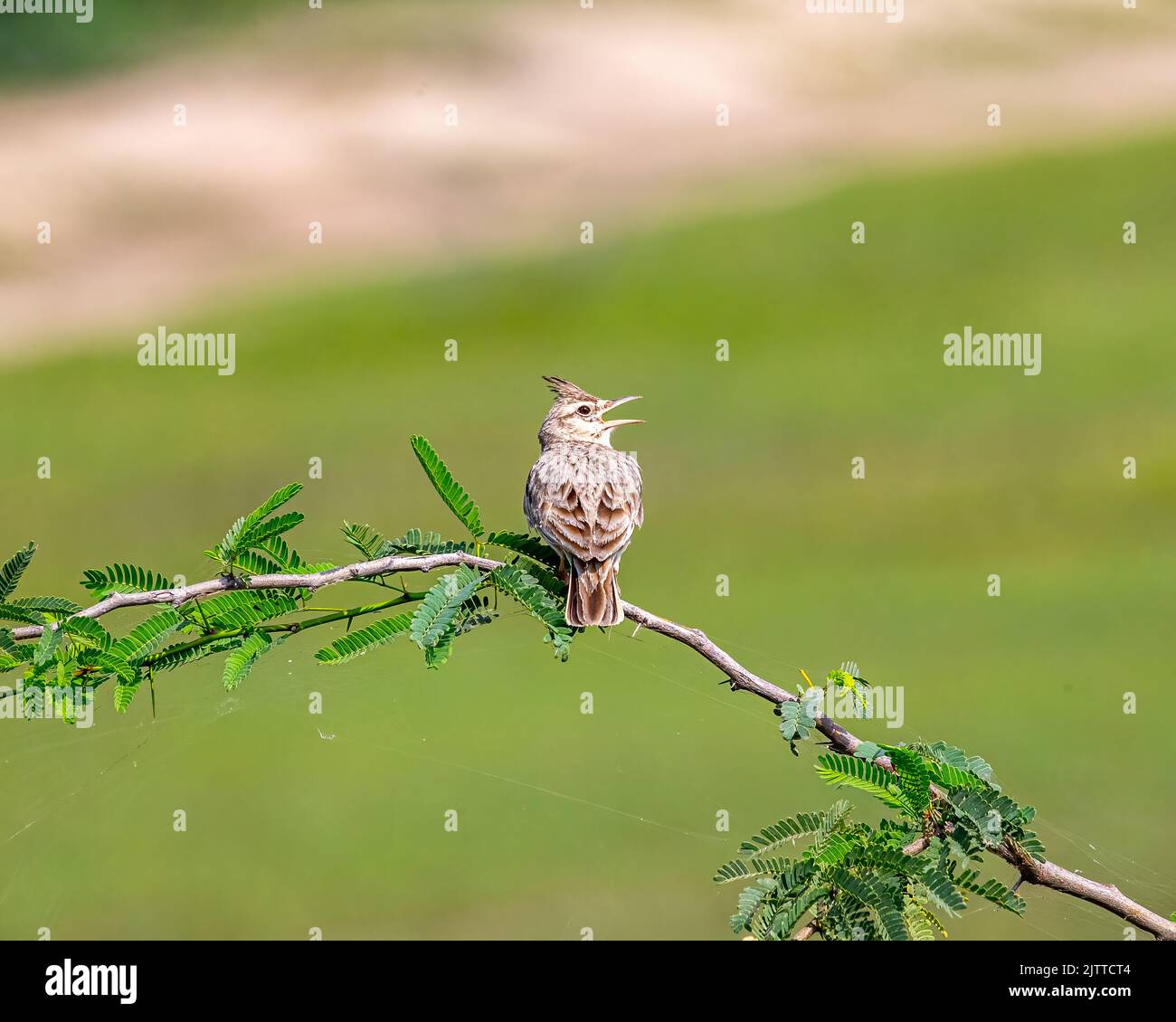 A Crested Lark singing at tree Stock Photo - Alamy