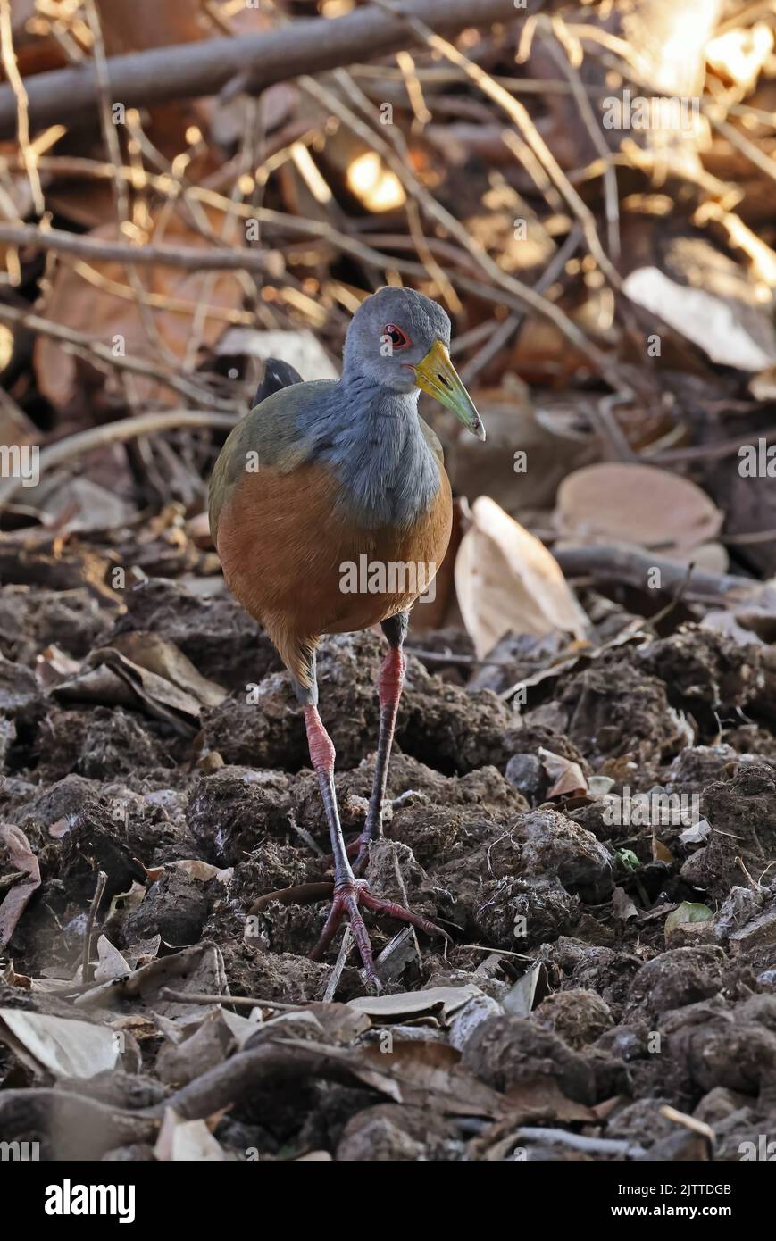 Grey-necked Wood-rail (Aramides cajaneus) adult walking on forest floor ...