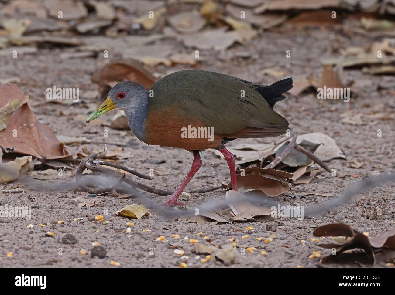 Grey-necked Wood-rail (Aramides cajaneus) adult walking on forest floor ...