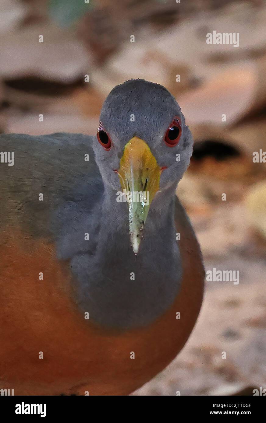 Grey-necked Wood-rail (Aramides cajaneus)close-up of head of wood-rail ...