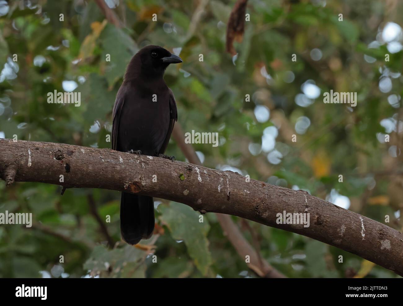 Purplish Jay (Cyanocorax cyanomelas) adult perched on branch Pantanal ...