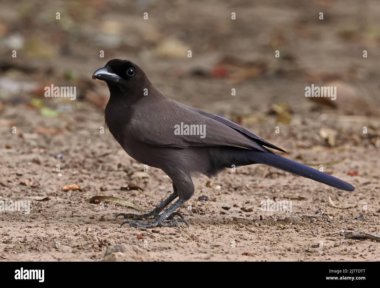 Purplish jay cyanocorax cyanomelas adult hi-res stock photography and ...