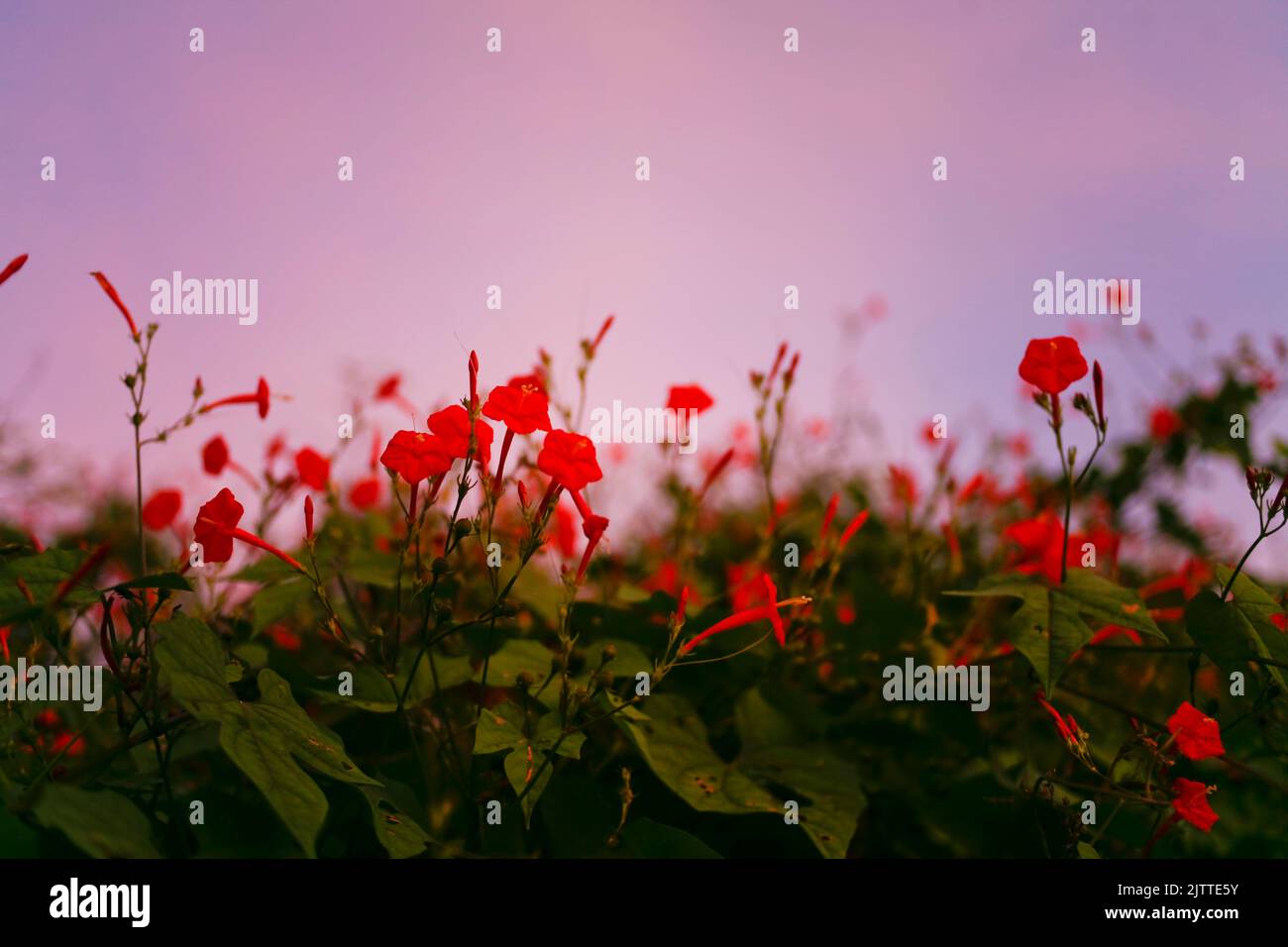 Red wild flower hi-res stock photography and images - Alamy