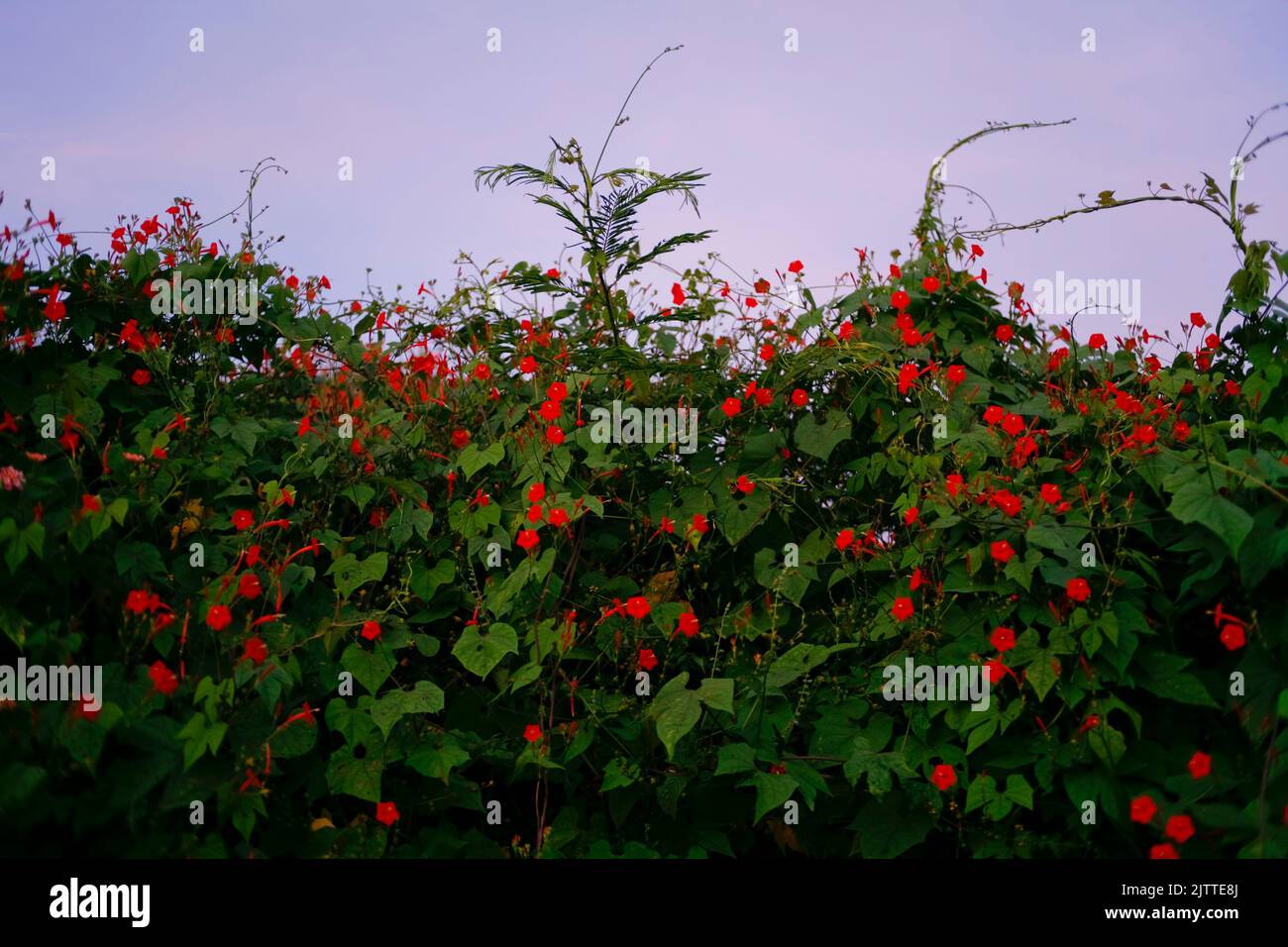 Red wild flower hi-res stock photography and images - Alamy
