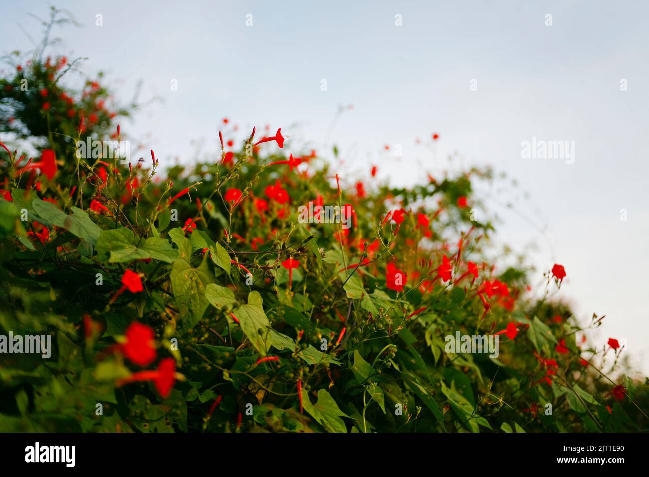 Colourful field wild red hi-res stock photography and images - Alamy