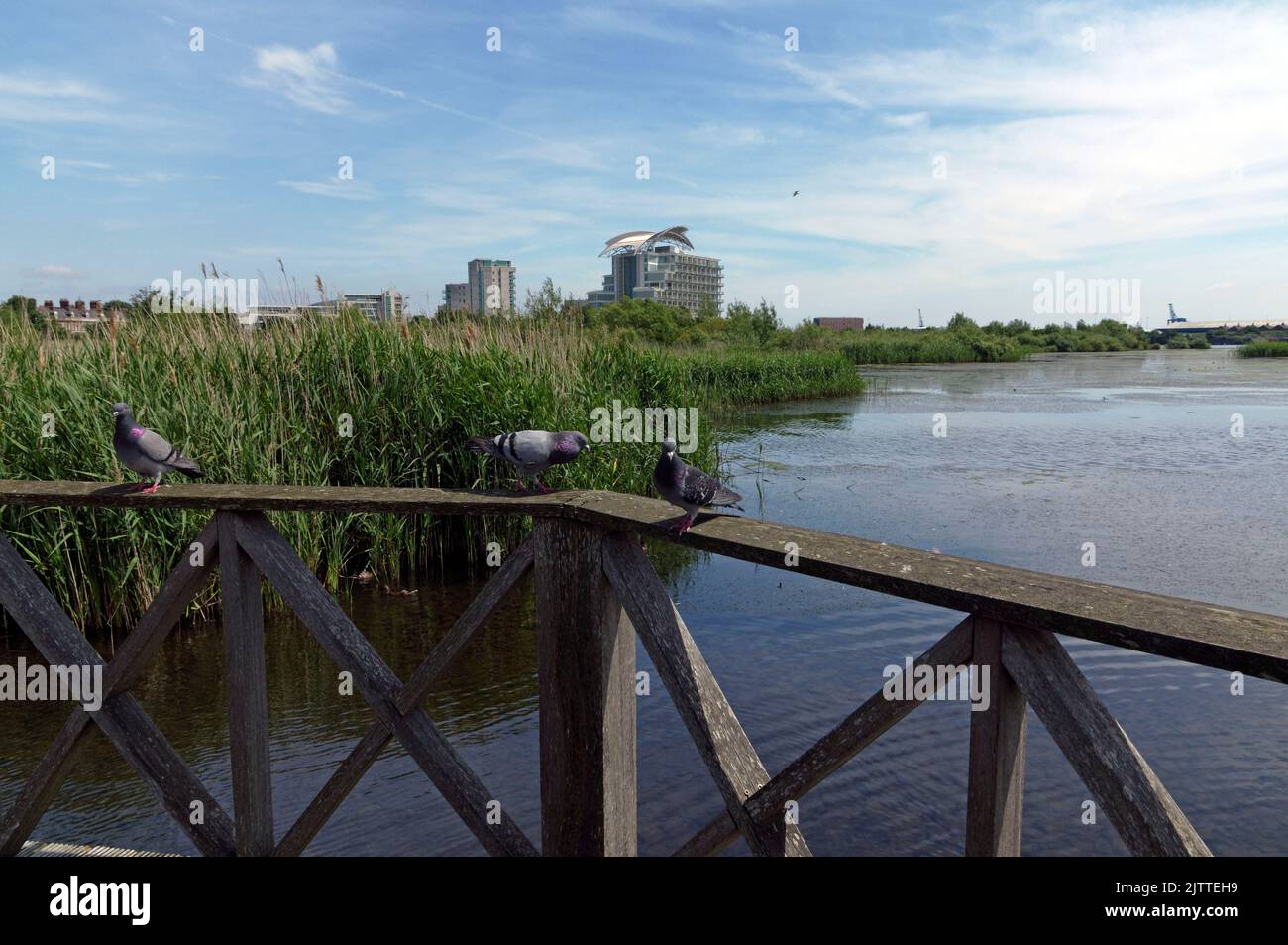 Mating pigeons, Cardiff Bay Wetland Nature Reserve. Summer 2022. St ...