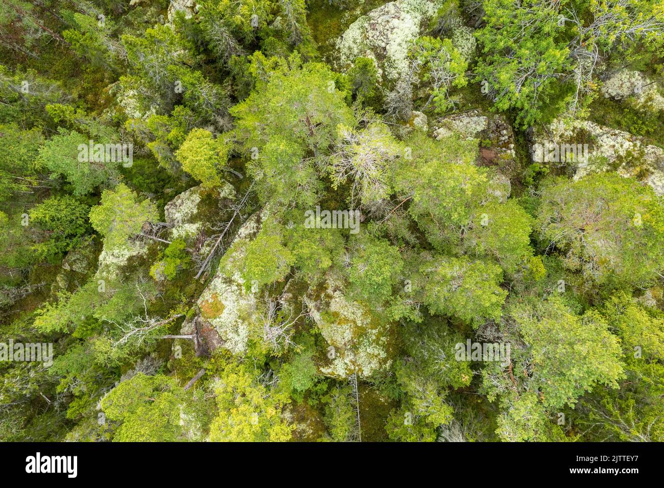 Aerial view of summer green trees in forest in a rural area. drone ...