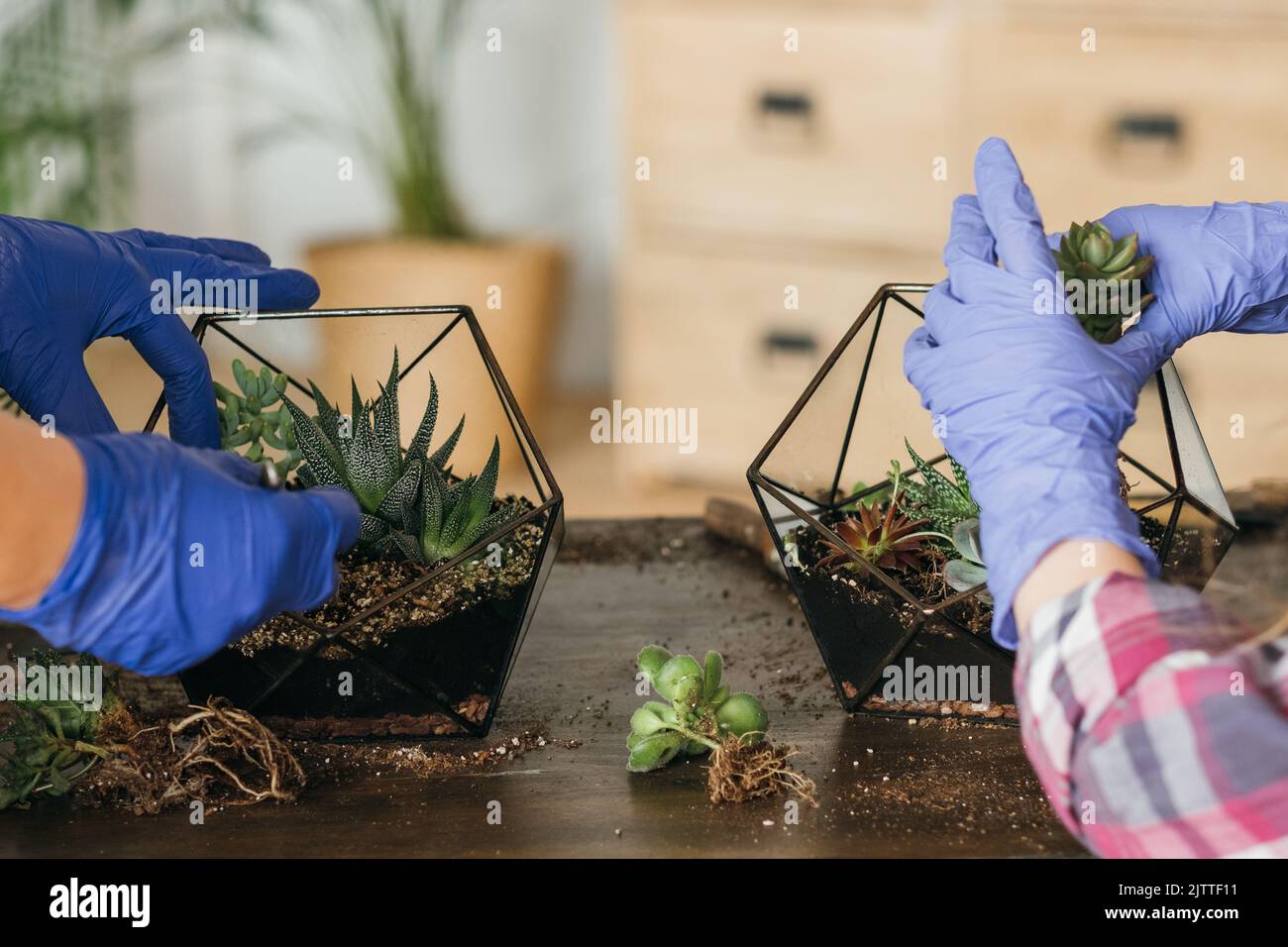 diy florarium home gardening class succulents Stock Photo - Alamy