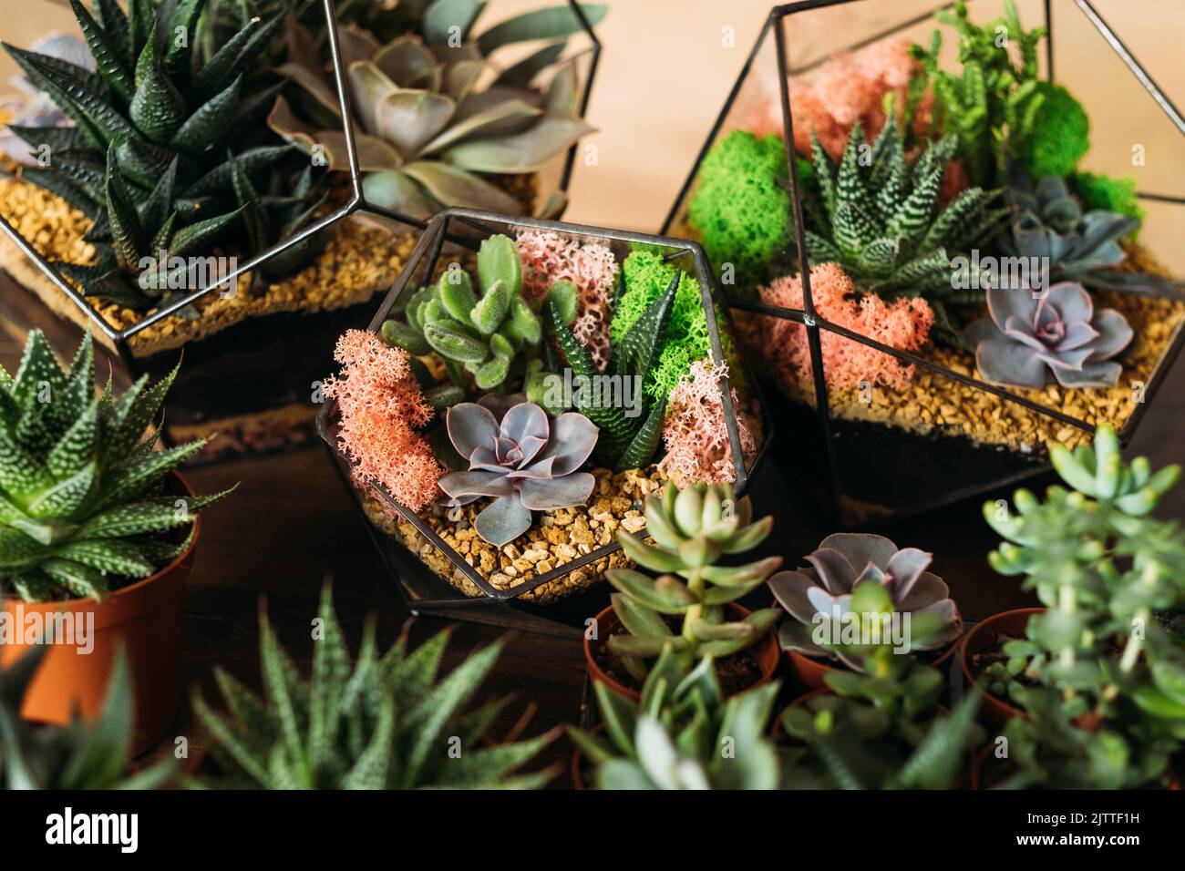 Pots succulents hi-res stock photography and images - Alamy