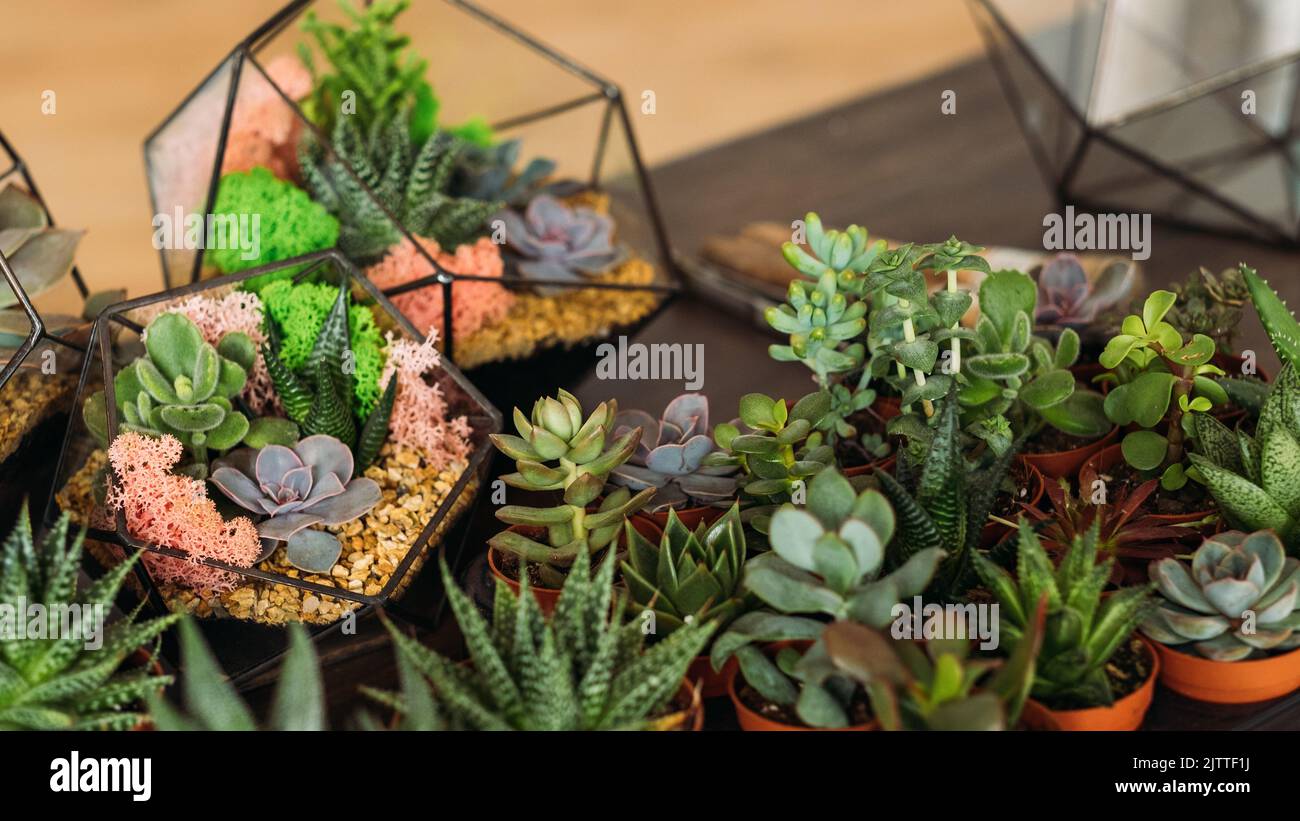 diy florarium interior decor succulents pots vases Stock Photo - Alamy