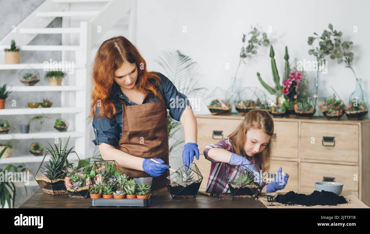 diy florarium creative hobby planting succulents Stock Photo - Alamy