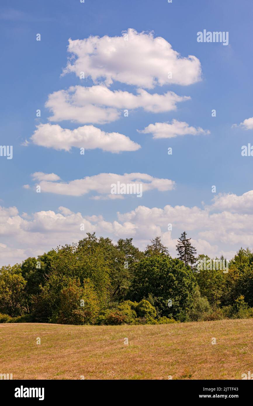 Green nature with bushes and trees in front of a beautiful cloud ...
