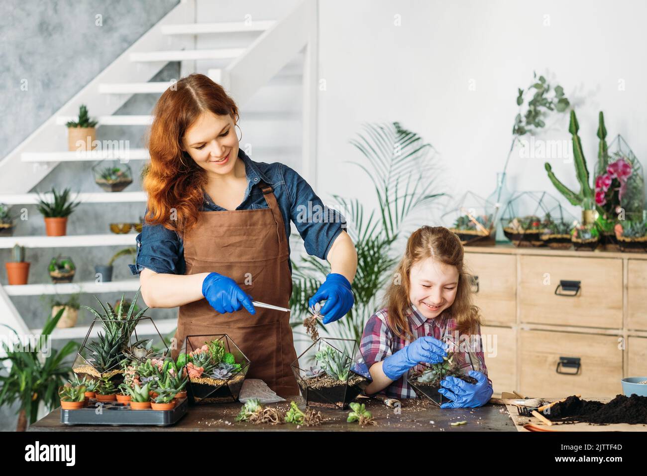 diy florarium home gardening planting succulents Stock Photo - Alamy