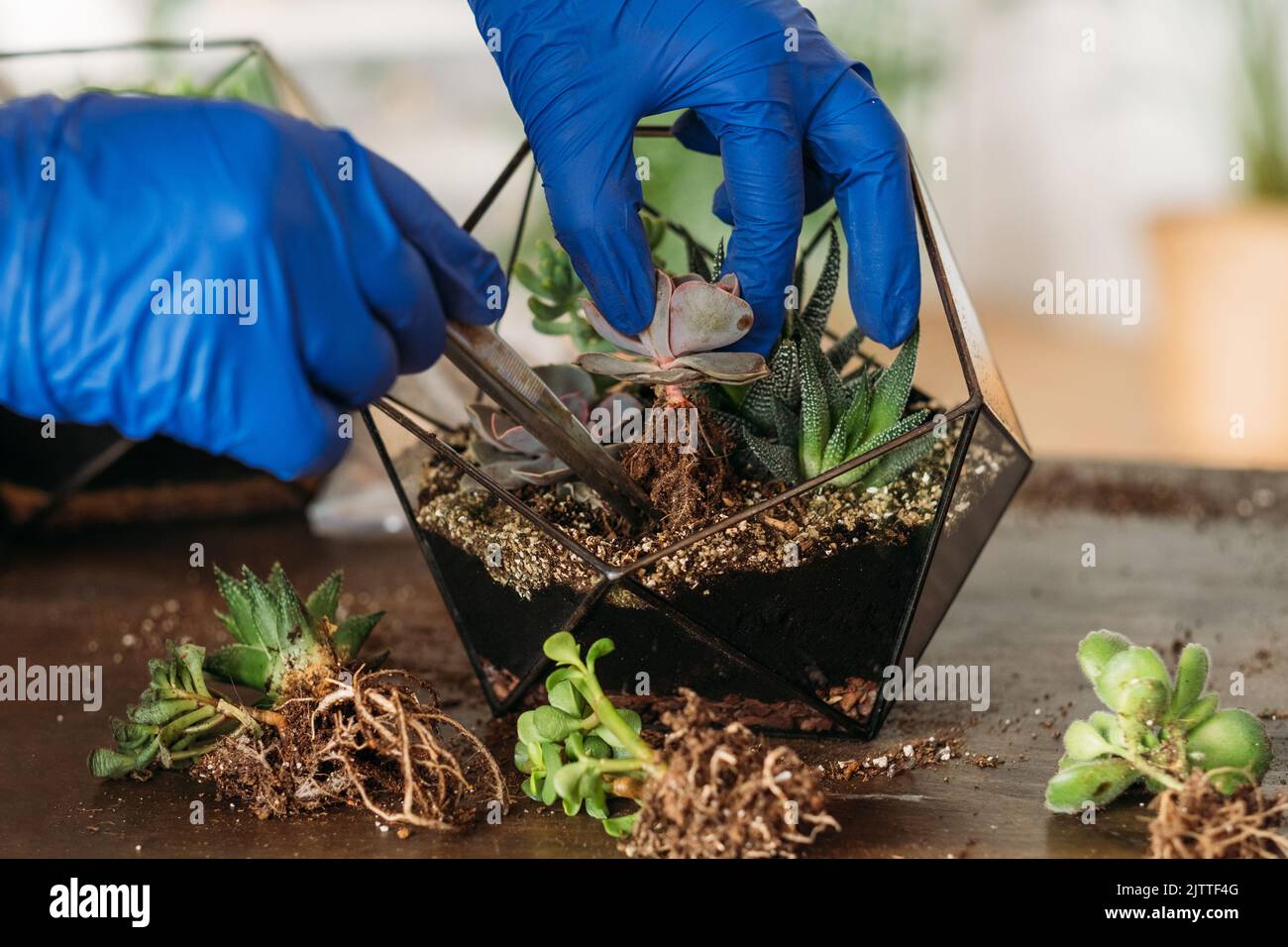 diy florarium home gardening class succulents Stock Photo - Alamy