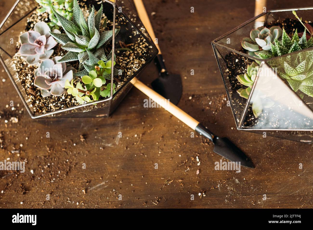 diy florarium decor specialist workplace succulent Stock Photo - Alamy