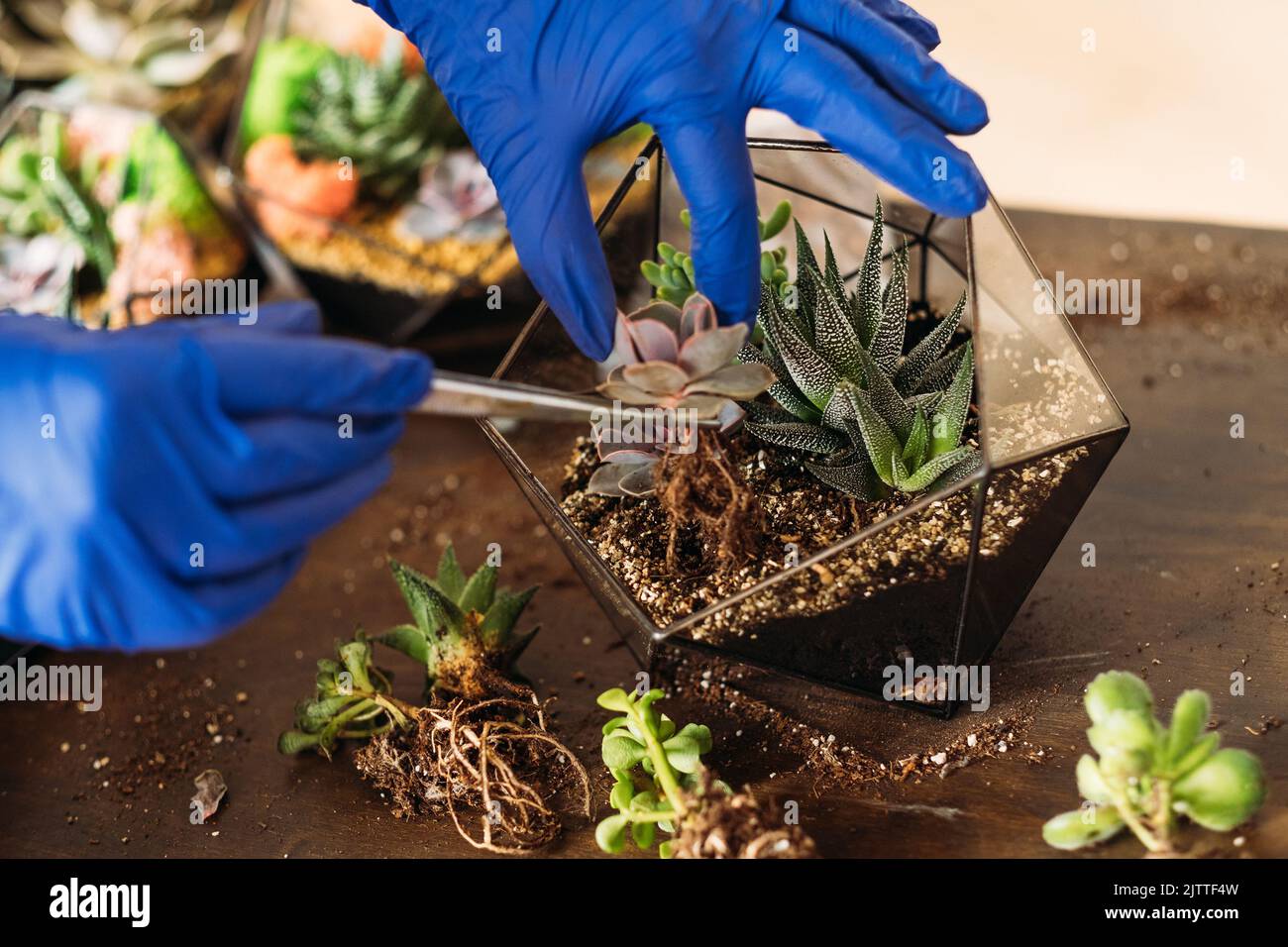 diy florarium hobby leisure plant succulents vase Stock Photo - Alamy