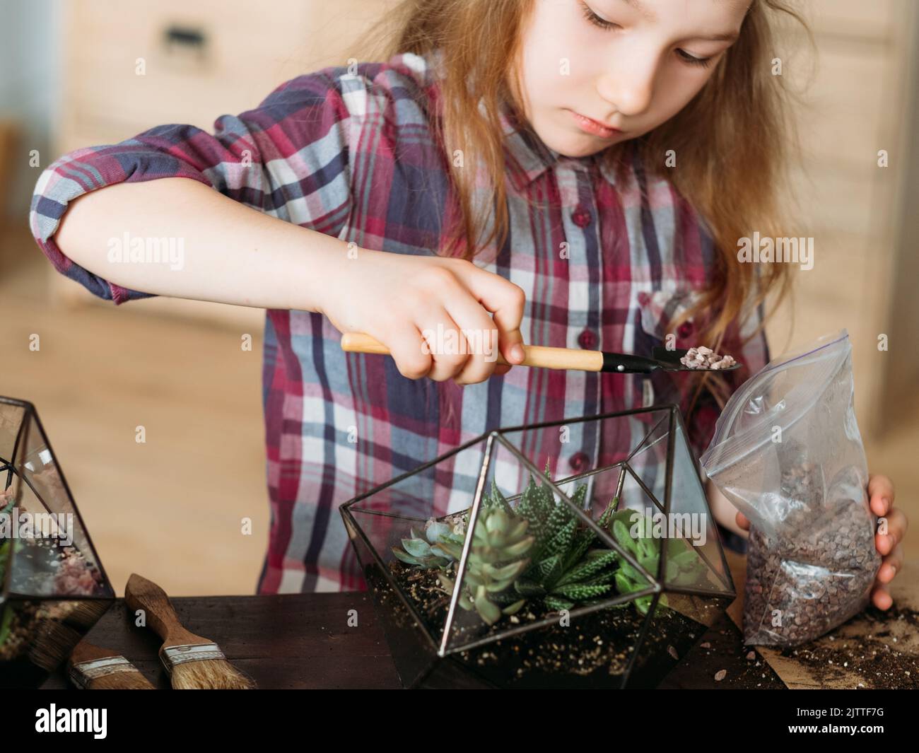 diy florarium home gardening class vase succulents Stock Photo - Alamy