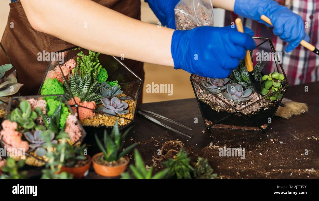 diy florarium gardening master class succulents Stock Photo - Alamy