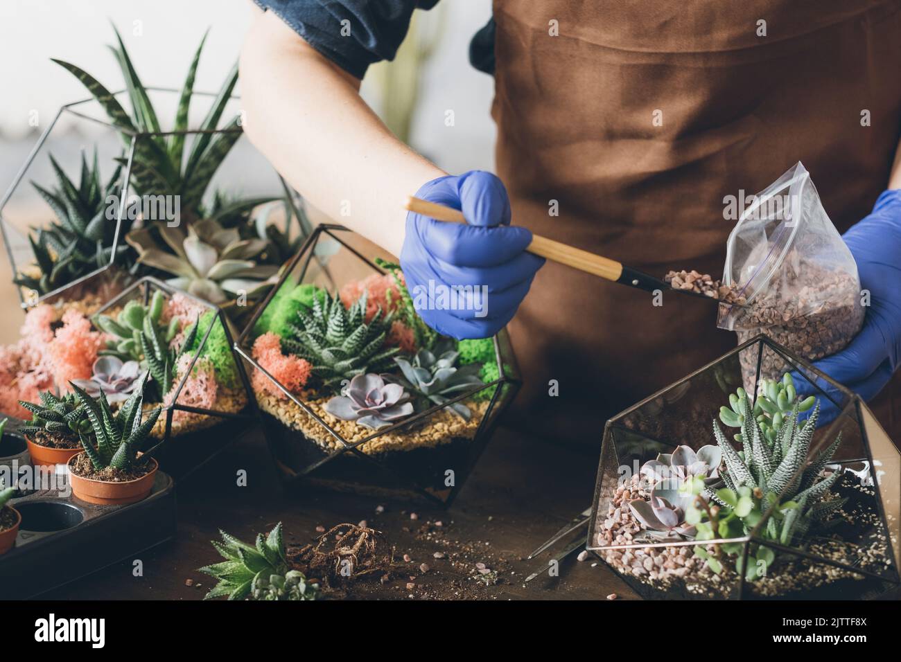 diy florarium home gardening gravel succulents Stock Photo - Alamy