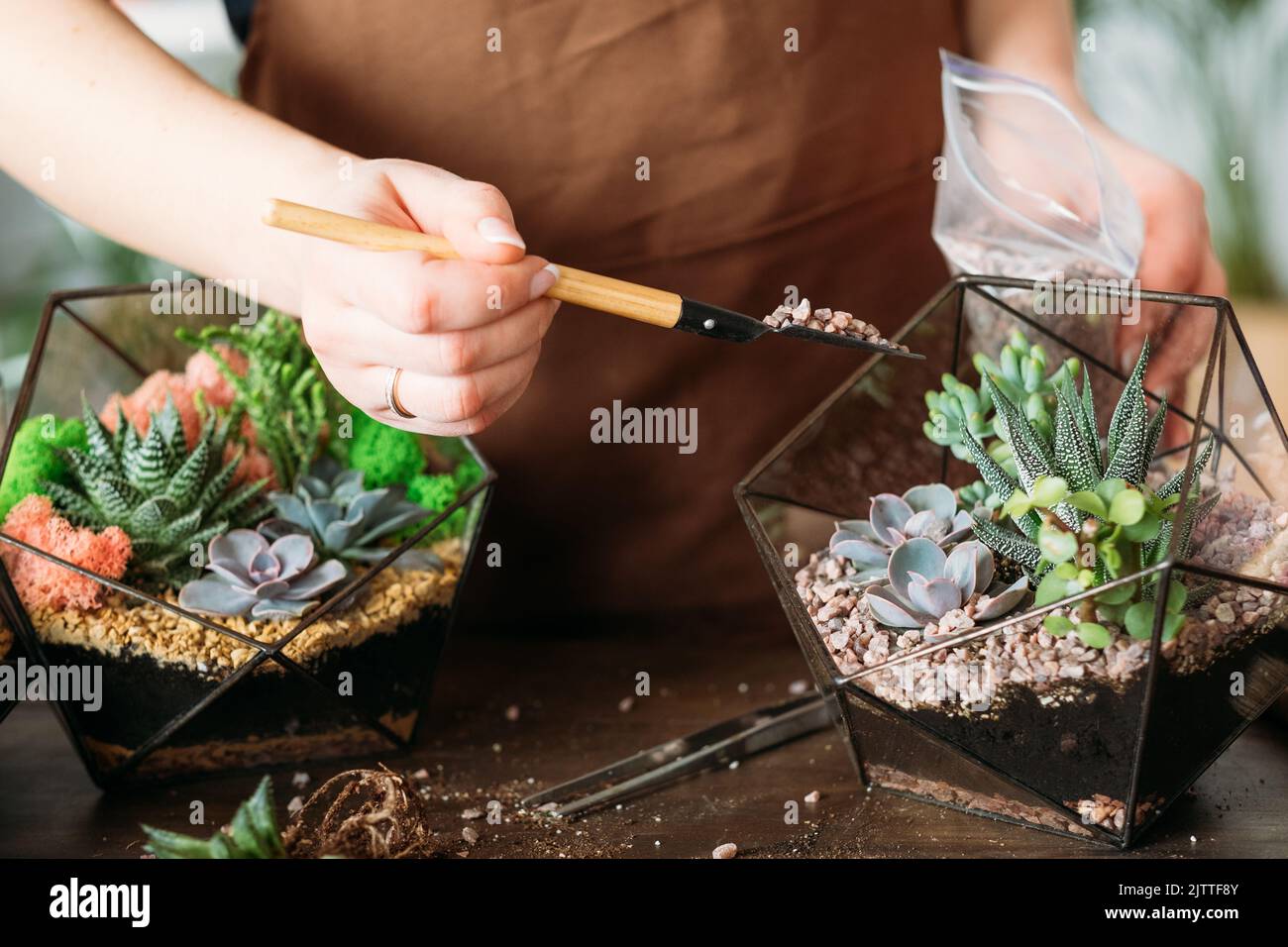 diy florarium housewife hobby leisure succulents Stock Photo - Alamy