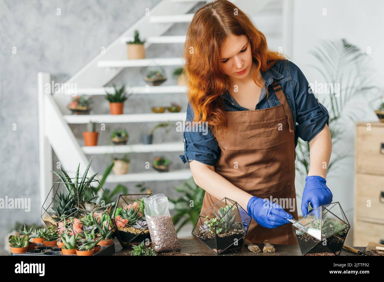 diy florarium home gardening business succulents Stock Photo - Alamy
