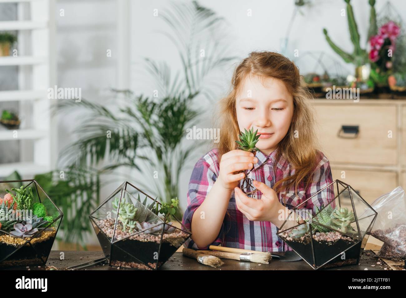 diy florarium home gardening hobby succulents Stock Photo - Alamy