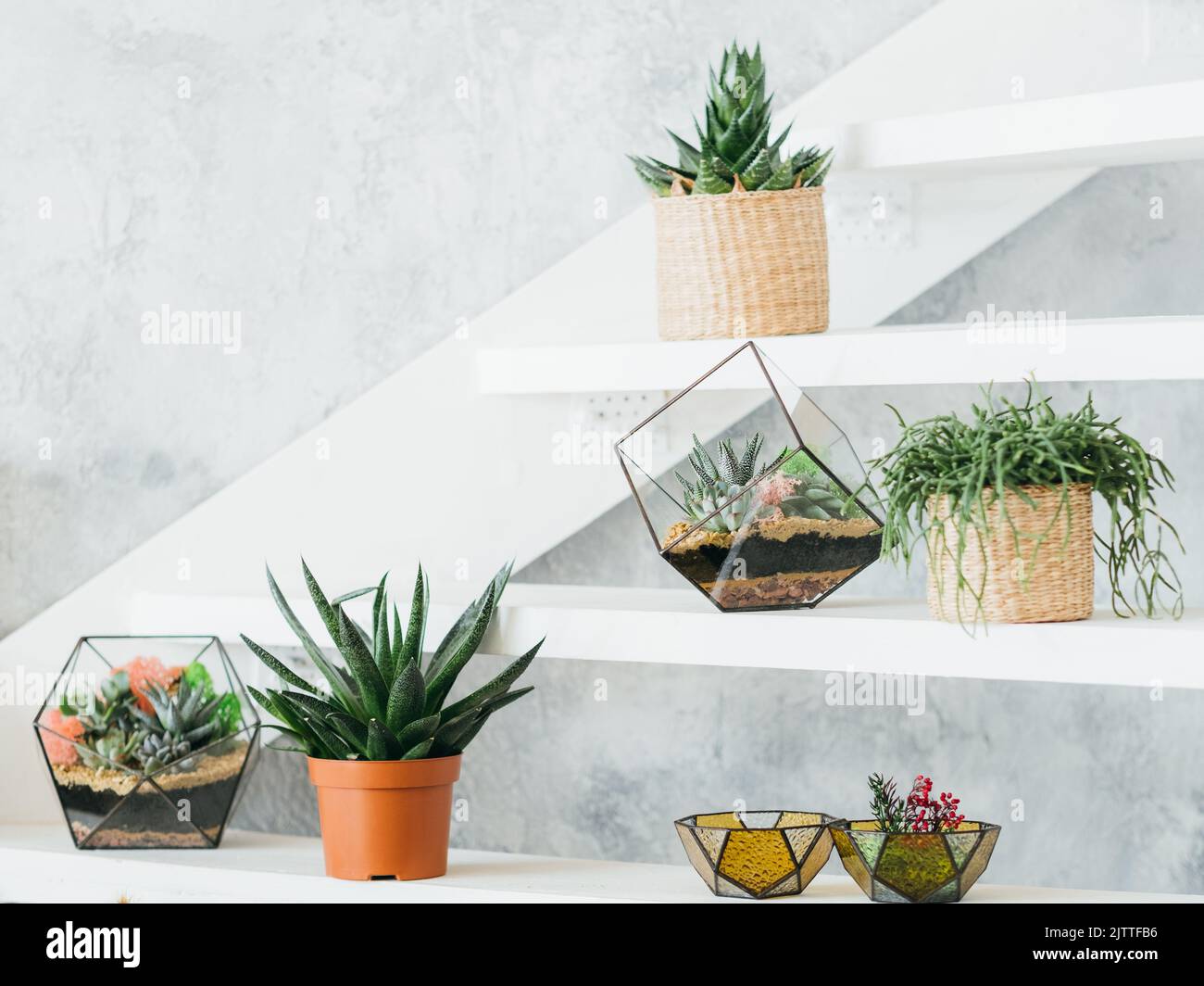 Decor plants hi-res stock photography and images - Alamy